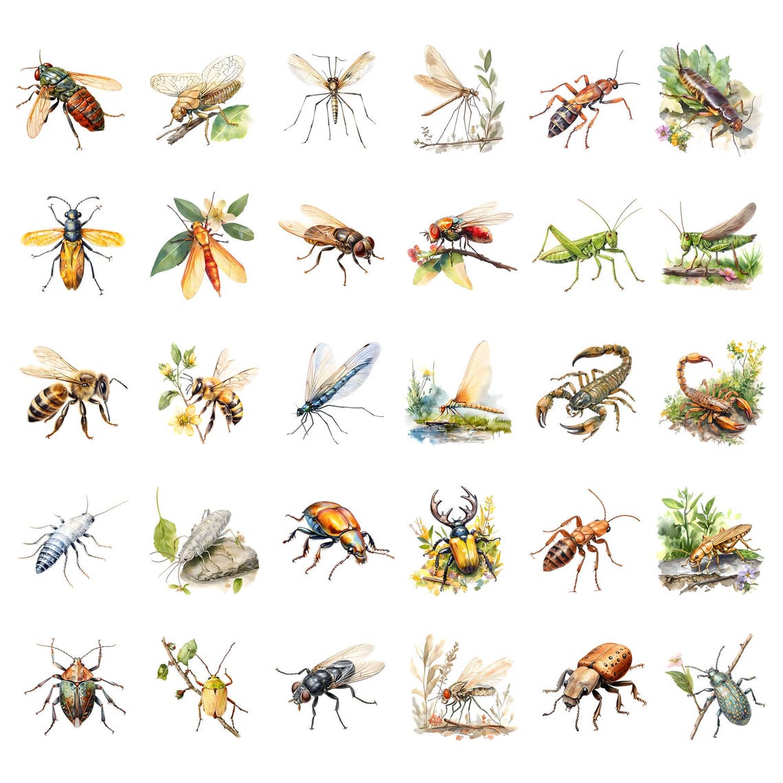 Watercolor Insects Clipart Bundle, Forest Bugs Clipart, Grasshopper ...