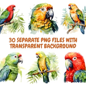 Watercolor Parrots Clipart Bundle, Tropical Birds Clipart, Parrot ...