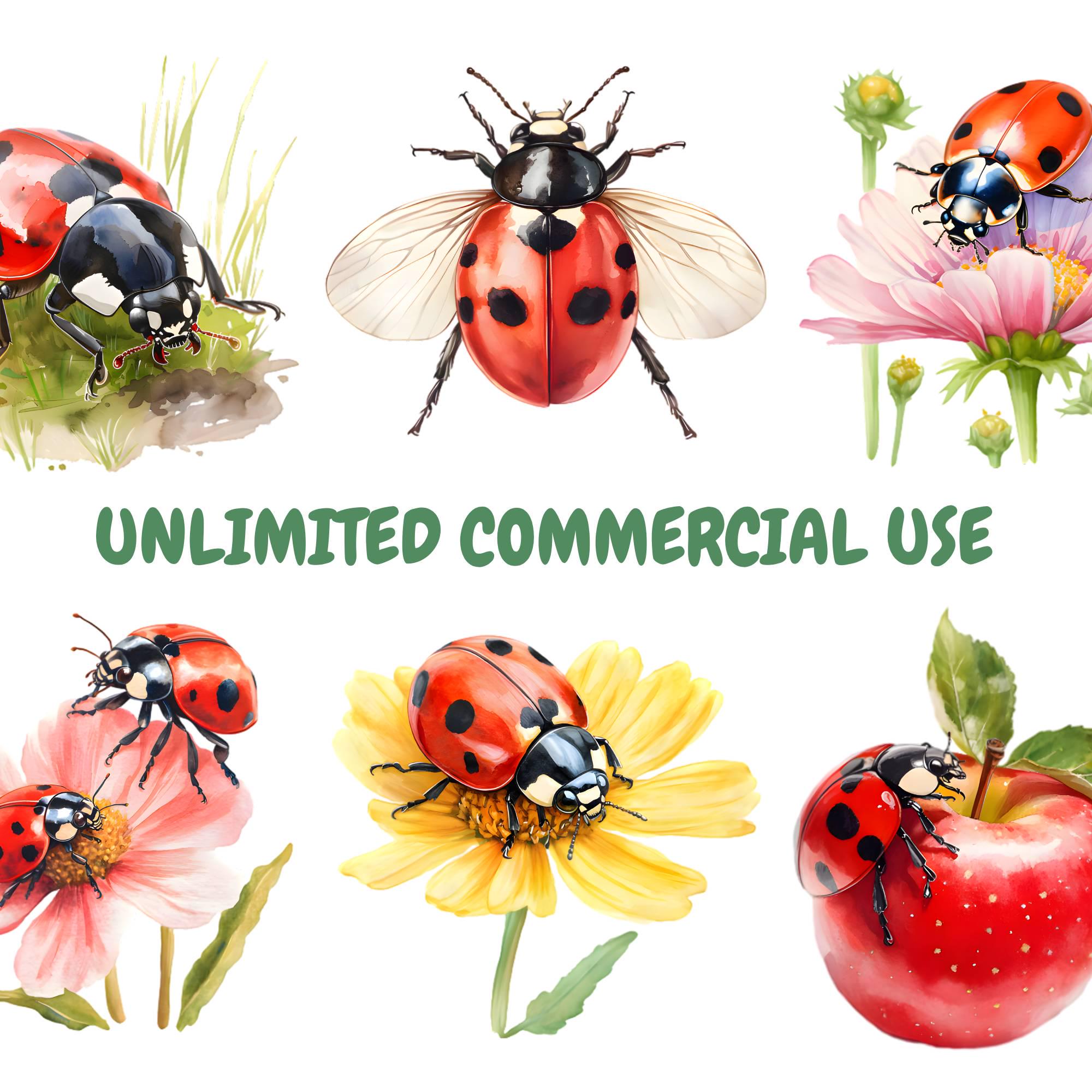 Watercolor Ladybug Clipart Bundle, Cute Ladybugs Clipart, Ladybug ...