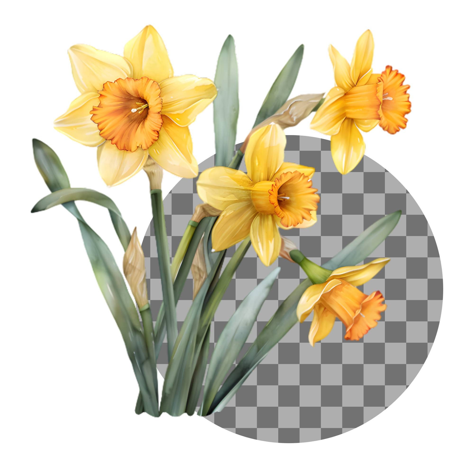 Watercolor Daffodils Clipart Bundle, Yellow Flower Clipart, Daffodil ...