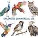Watercolor Birds Clipart Bundle, Bird Species Clipart, Bird ...