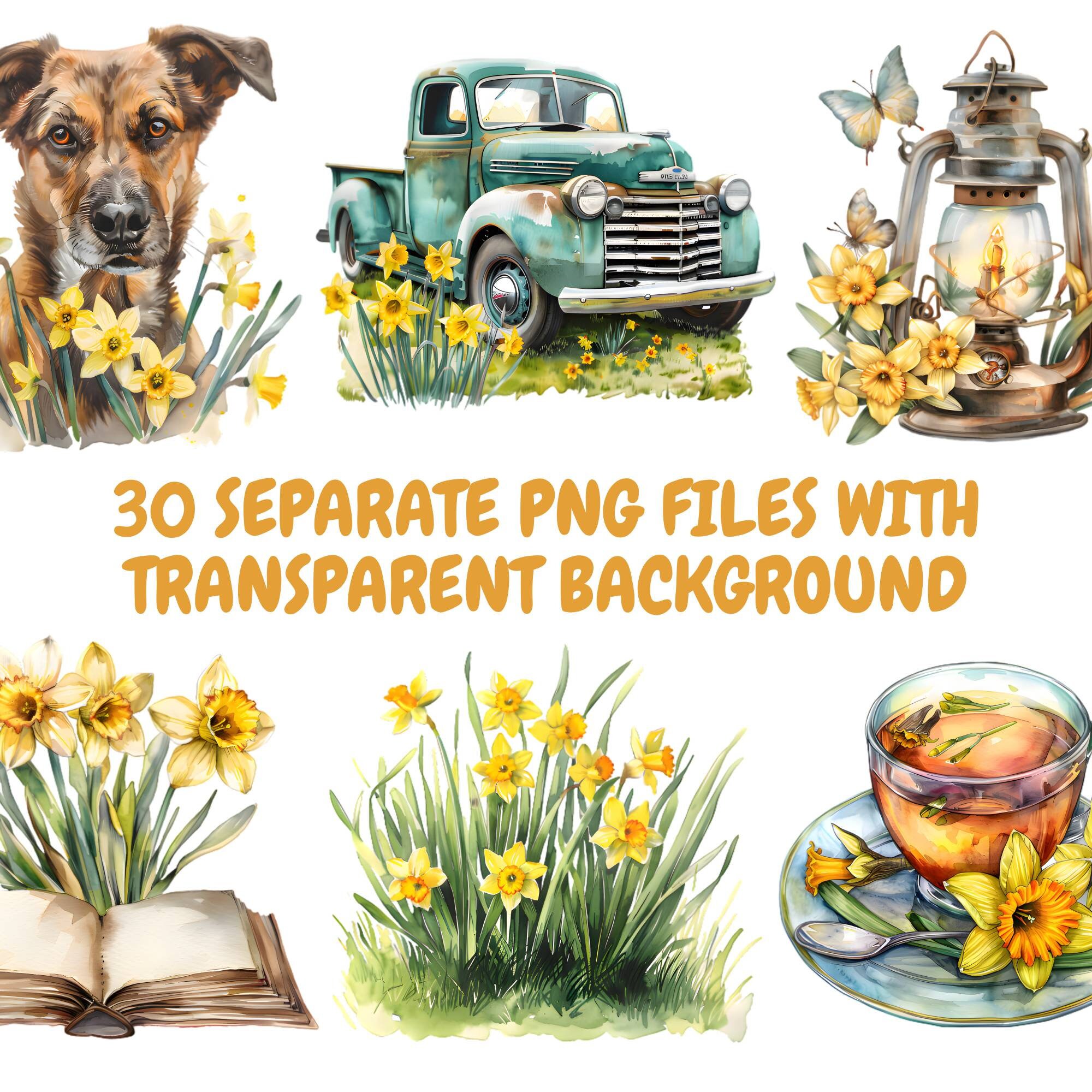 Watercolor Daffodils Clipart Bundle, Yellow Flower Clipart, Daffodil ...