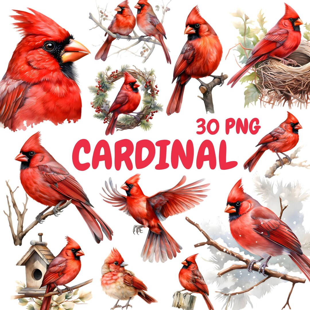 Watercolor Cardinal Clipart Bundle, Winter Birds Clipart, Cardinal ...