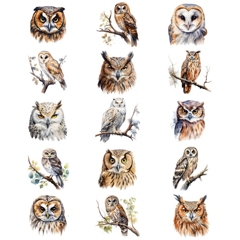 Watercolor Owl Clipart Bundle, Forest Birds Clipart, Woodland ...