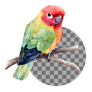 Watercolor Tropical Birds Clipart Bundle, Exotic Birds Clipart, Parrot ...