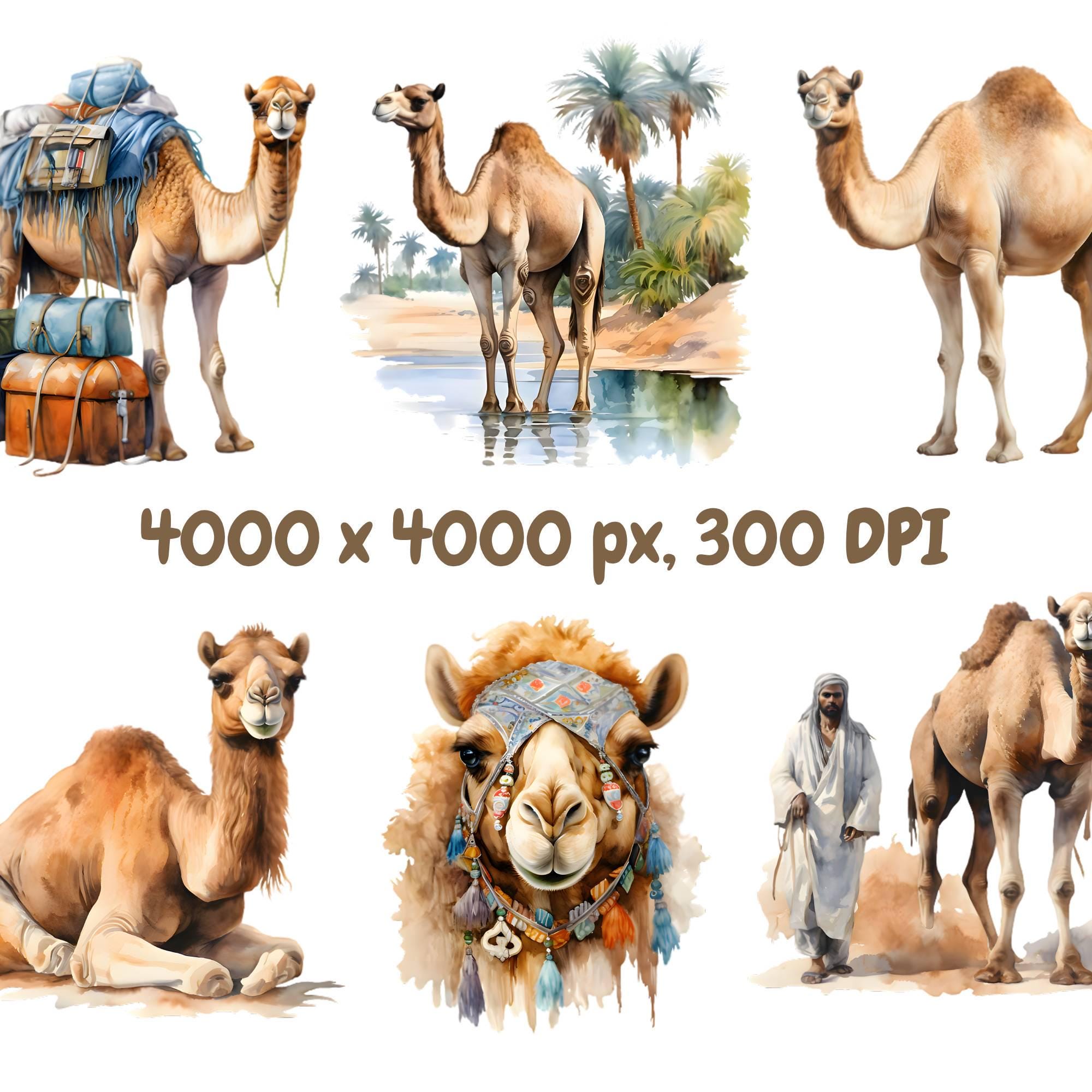 Watercolor Camel Clipart Bundle, Desert Animal Clipart, Camel ...