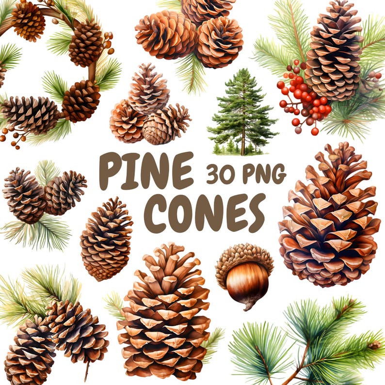 Watercolor Pine Cones Clipart Bundle, Pine Tree Clipart, Wreath ...
