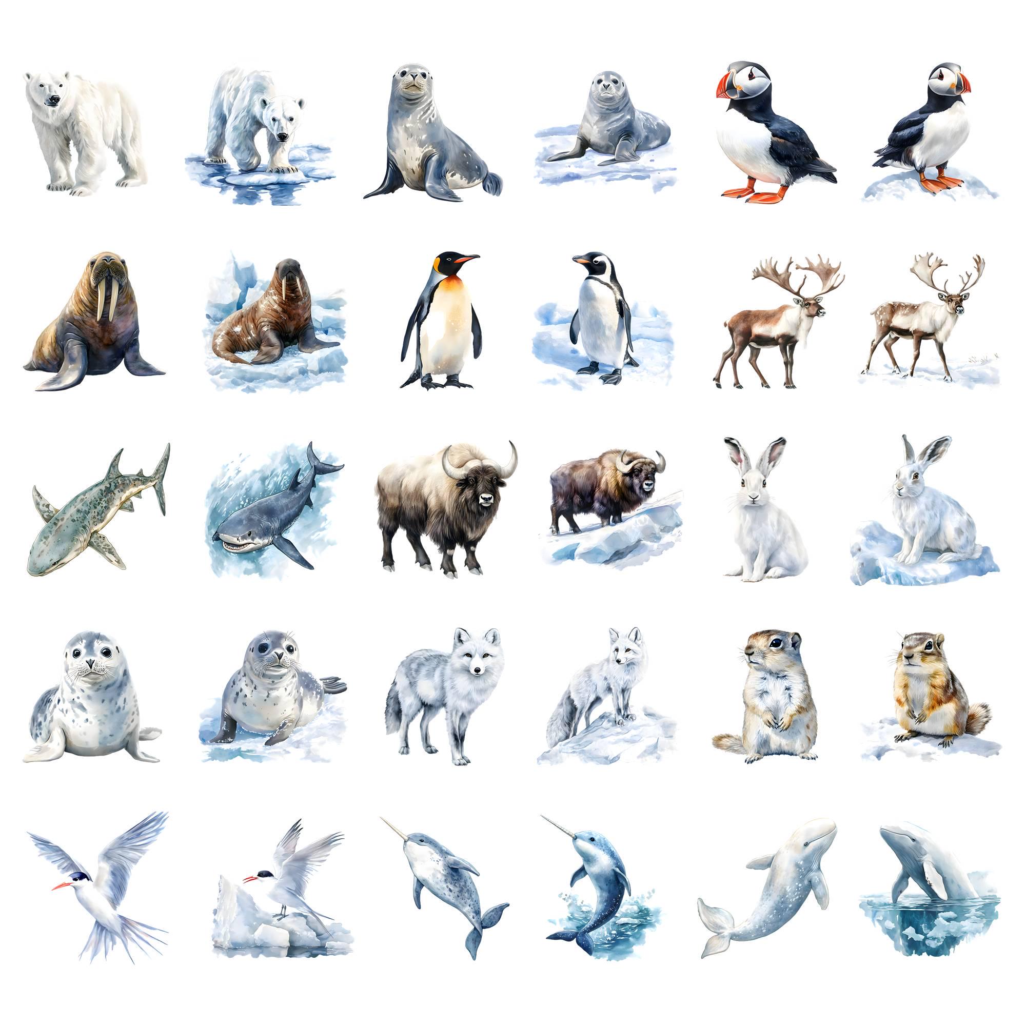 Watercolor Arctic Animals Clipart Bundle, Polar Bear Clipart, Seal ...