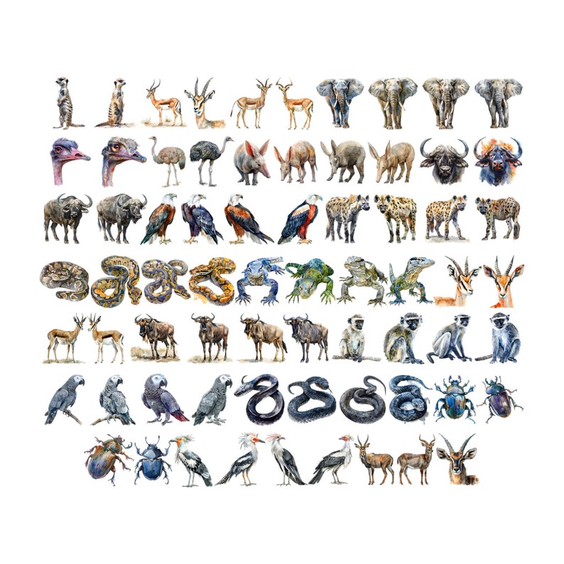 Watercolor African Animals Clipart Bundle, Safari Animals Clipart ...