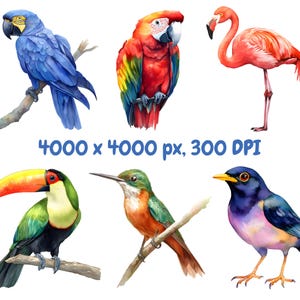 Watercolor Tropical Birds Clipart Bundle, Exotic Birds Clipart, Parrot ...