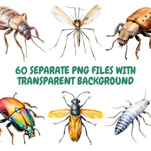 Watercolor Insects Clipart Bundle, Forest Bugs Clipart, Grasshopper ...