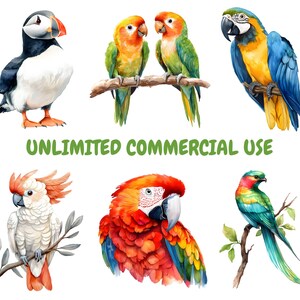 Watercolor Tropical Birds Clipart Bundle, Exotic Birds Clipart, Parrot ...