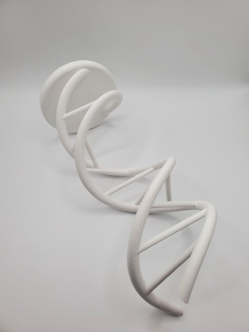 DNA Double Helix Model – Scientific Decor, Molecular Biology Gift ...