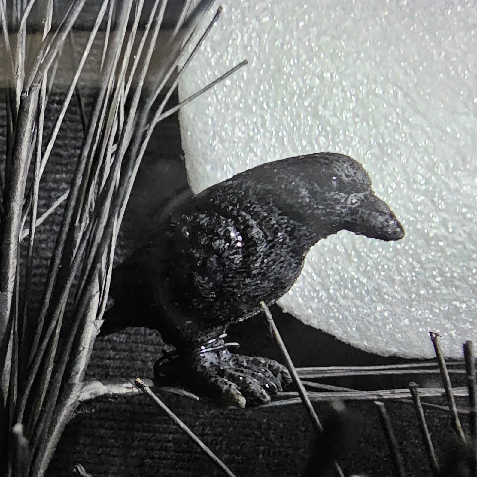 Spooky Halloween Shadow Box With Witches One-of-a-kind Tabletop ...