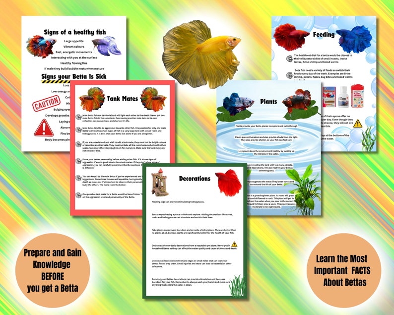Betta Fish Unit Study: Pet Care Worksheets, Grades 1-8 (printable ...