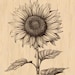 Laser Burn PNG | Sunflower | Flowers | Garden | Engrave | Laser Ready ...