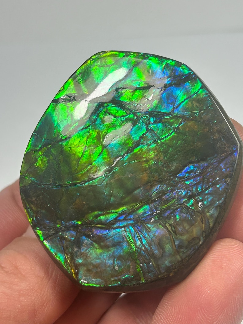 Iridescent Ammolite Gemstone: AAAA Quality Alberta Canada (certificate ...
