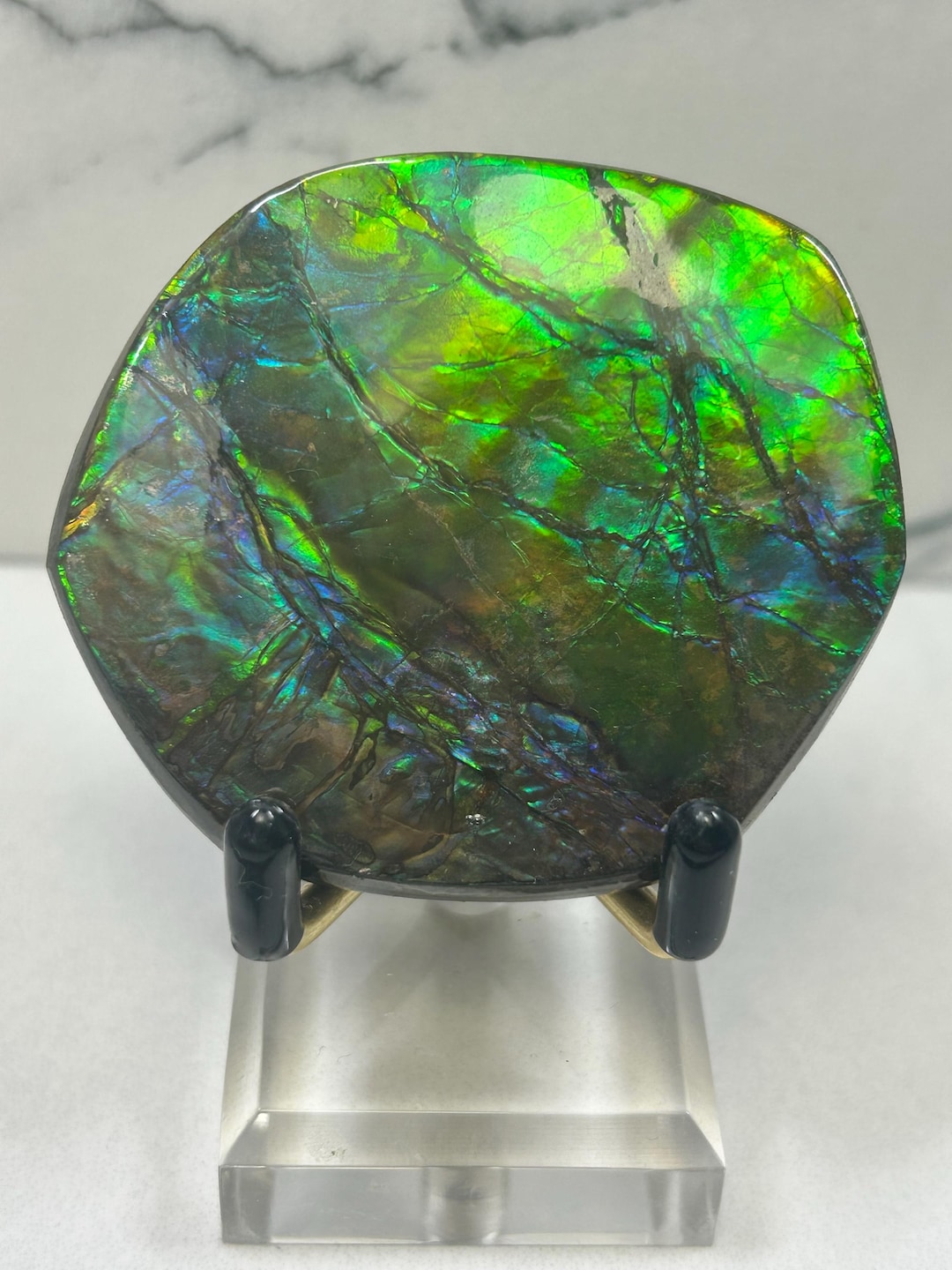 Iridescent Ammolite Gemstone: AAAA Quality Alberta Canada (certificate ...