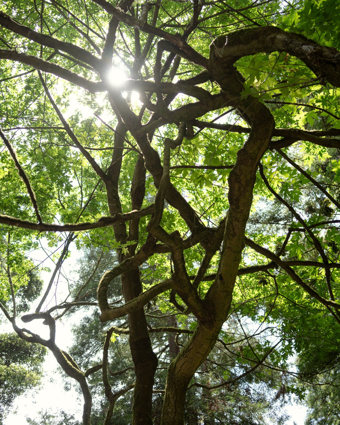 Tree Forest Photo Print Mother Nature Wall Art Decor Hiking Outdoor ...