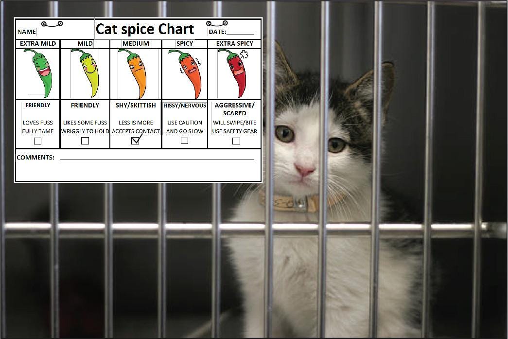 Cat Spice Chart,dog Spice Chart ,veterinary ,veterinary Shop,cat and ...