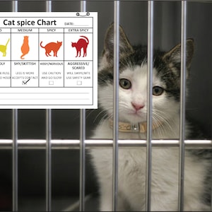 Cat Spice Chart,veterinary,spice Chart for Cat ,veterinary Shop,cat ...