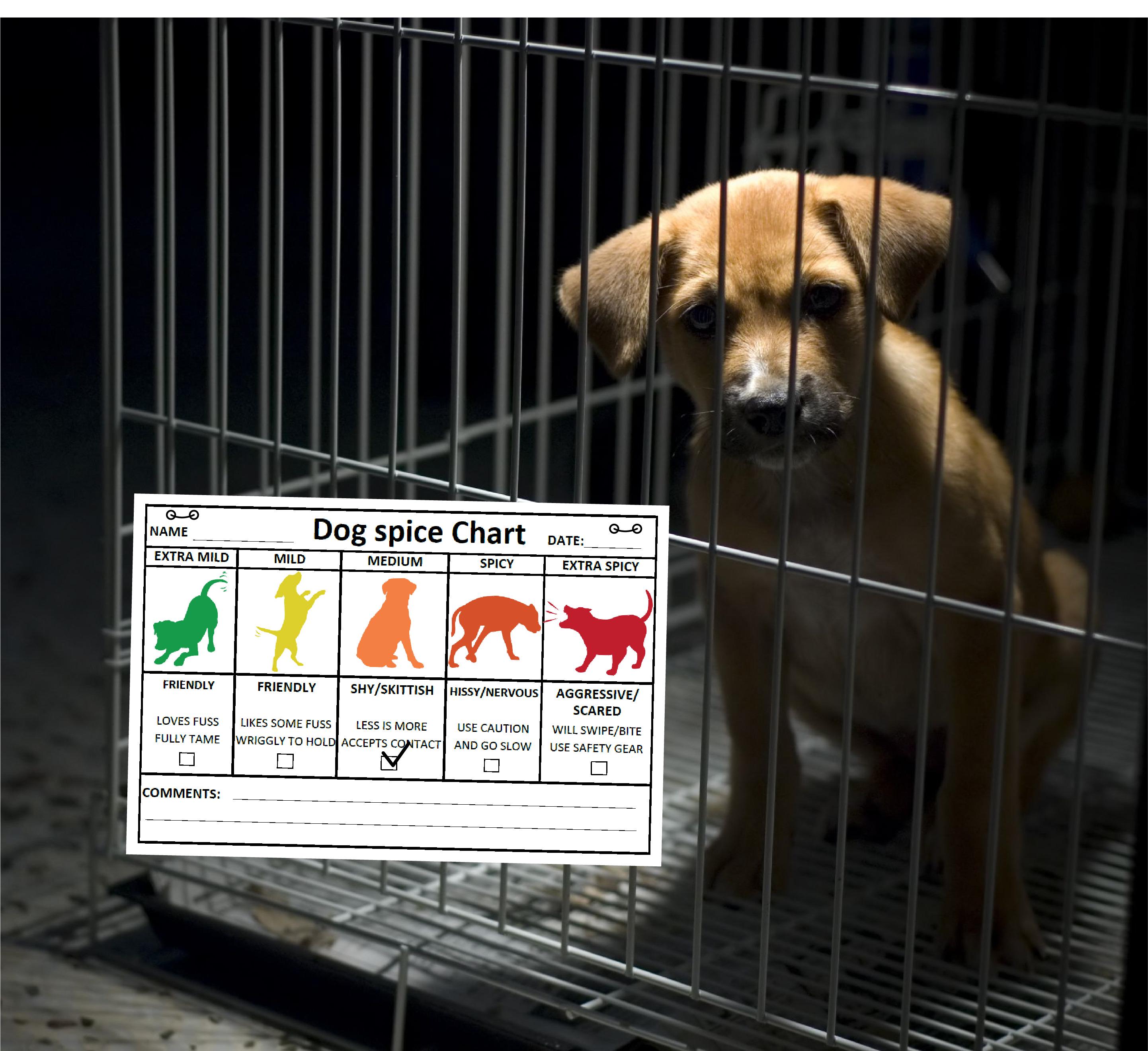 Dog Spice Chart for Veterinary Clinics (digital Download) - Etsy