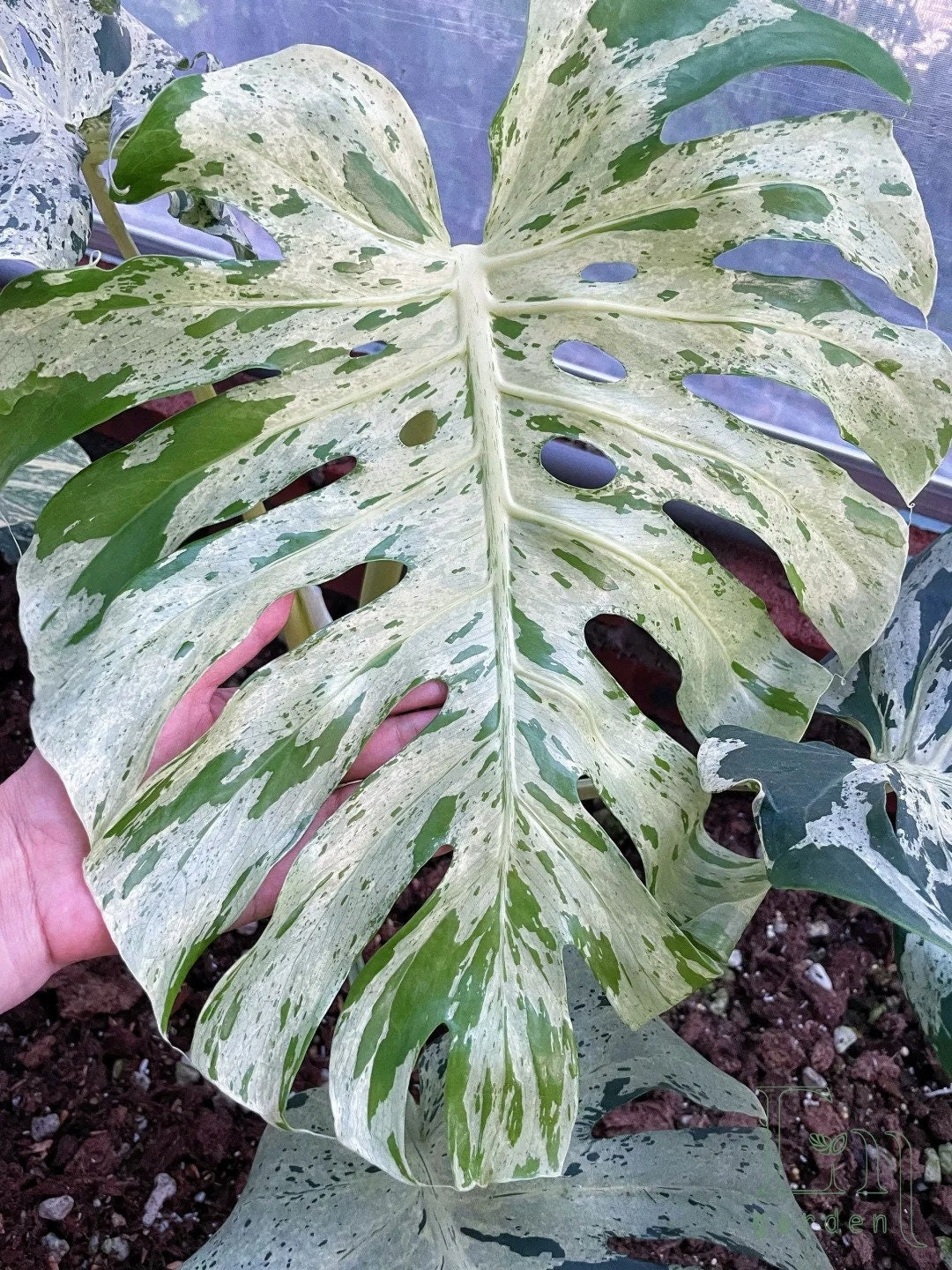 6pcs Monstera Deliciosa Seeds Monstera Seeds - Etsy