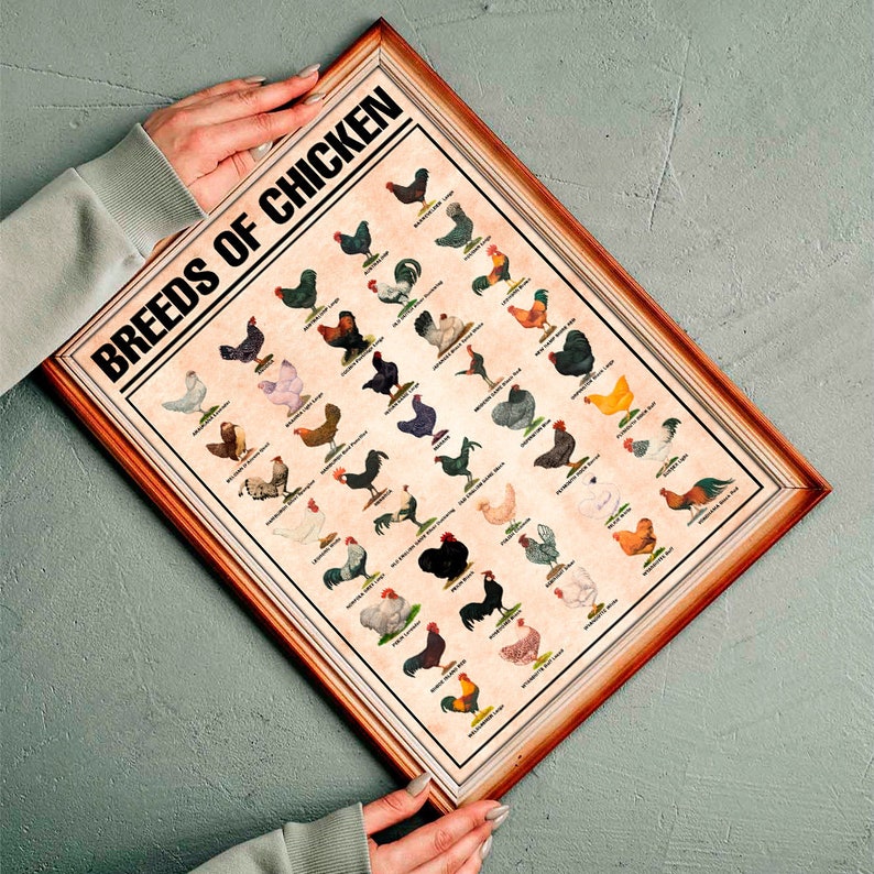 Breeds of Chicken Knowledge Poster, Chicken Vintage Poster, Chicken ...