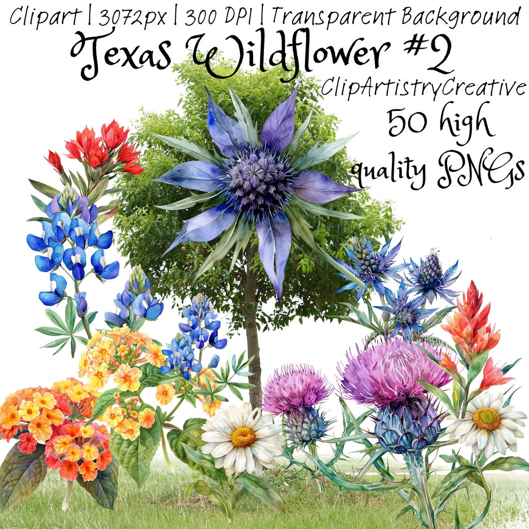 Texas Wildflower Clipart Bundle PNG Transparent Background, Texas ...