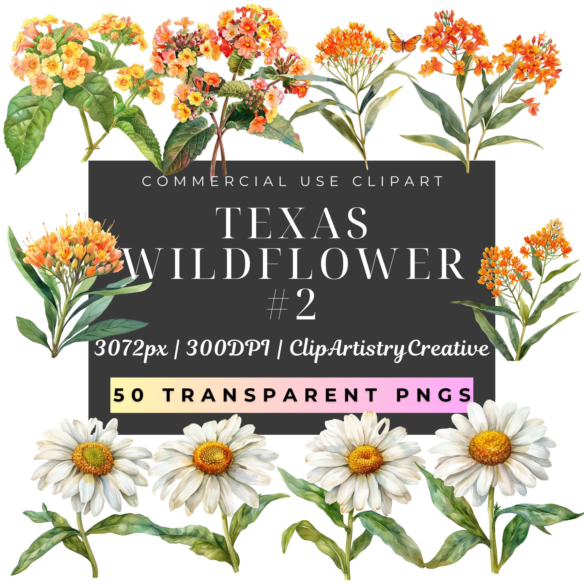 Texas Wildflower Clipart Bundle PNG Transparent Background, Texas ...