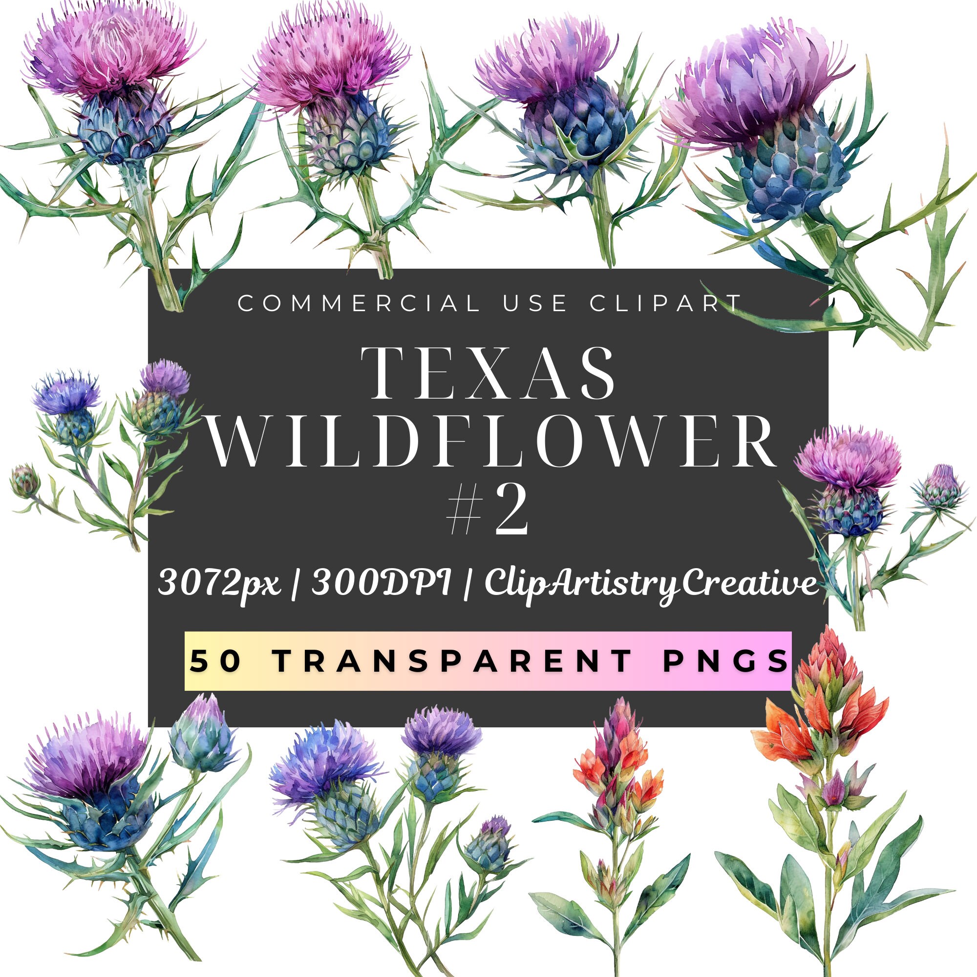 Texas Wildflower Clipart Bundle PNG Transparent Background, Texas ...