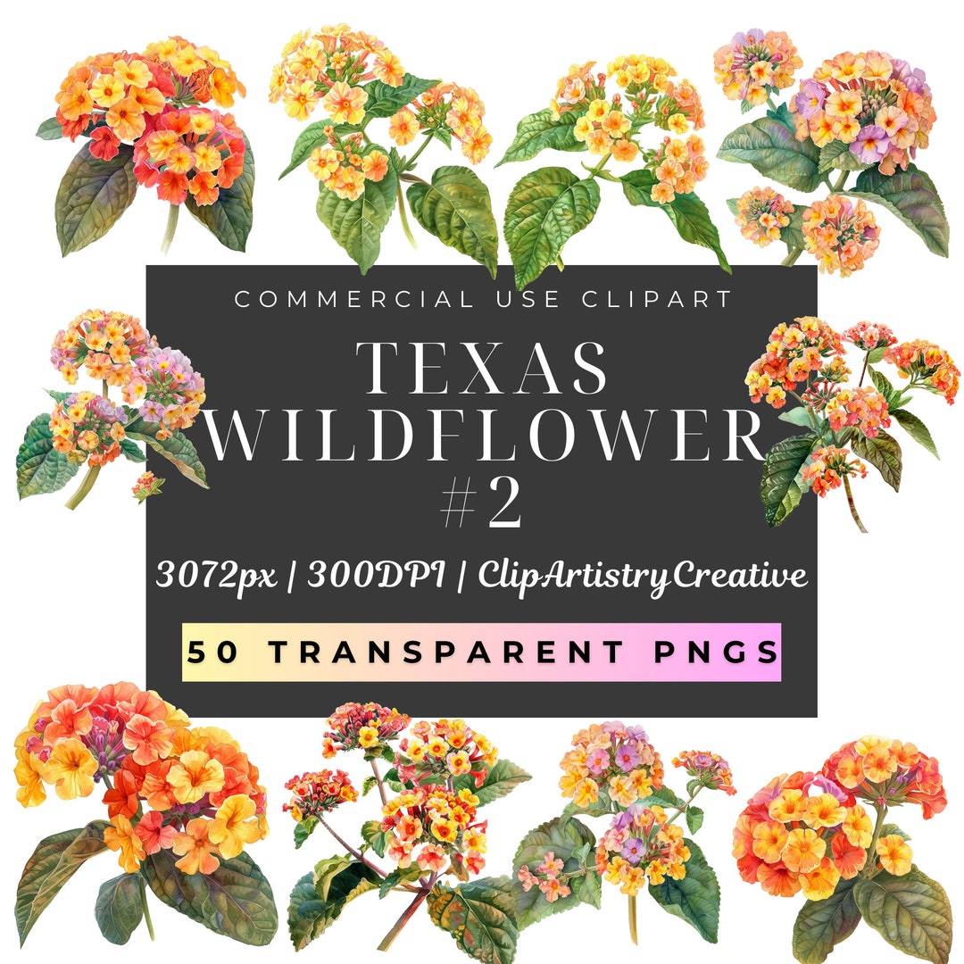 Texas Wildflower Clipart Bundle PNG Transparent Background, Texas ...