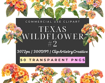 Texas Wildflower Clipart Bundle PNG Transparent Background Digital ...