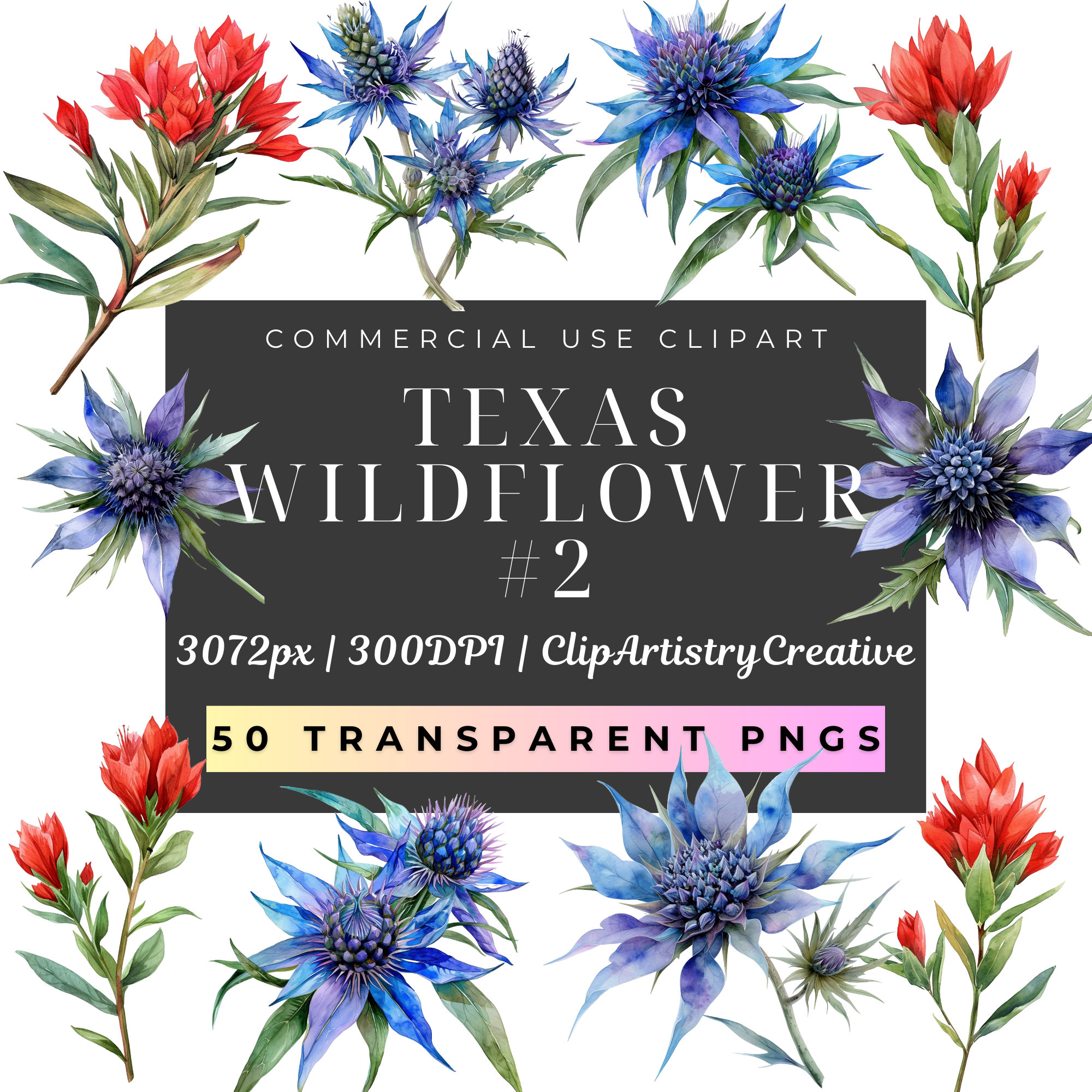 Texas Wildflower Clipart Bundle PNG Transparent Background, Texas ...