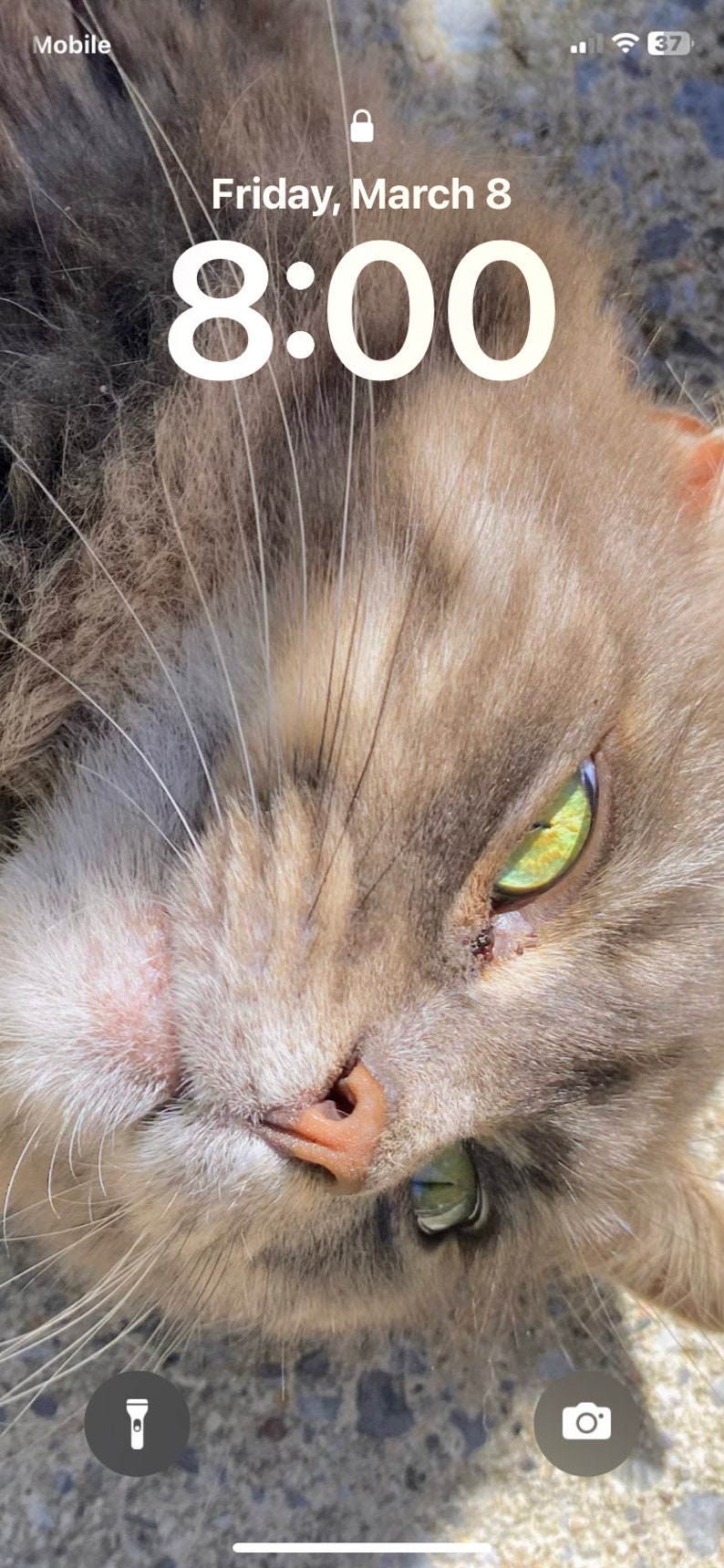 Sunshine Cat Digital Download Will Make a Unique Addition to Use on All ...