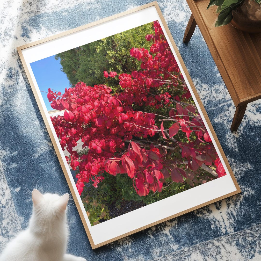 Scarlet Burning Bush Print: Vivid Red Flower Art (digital Download) - Etsy
