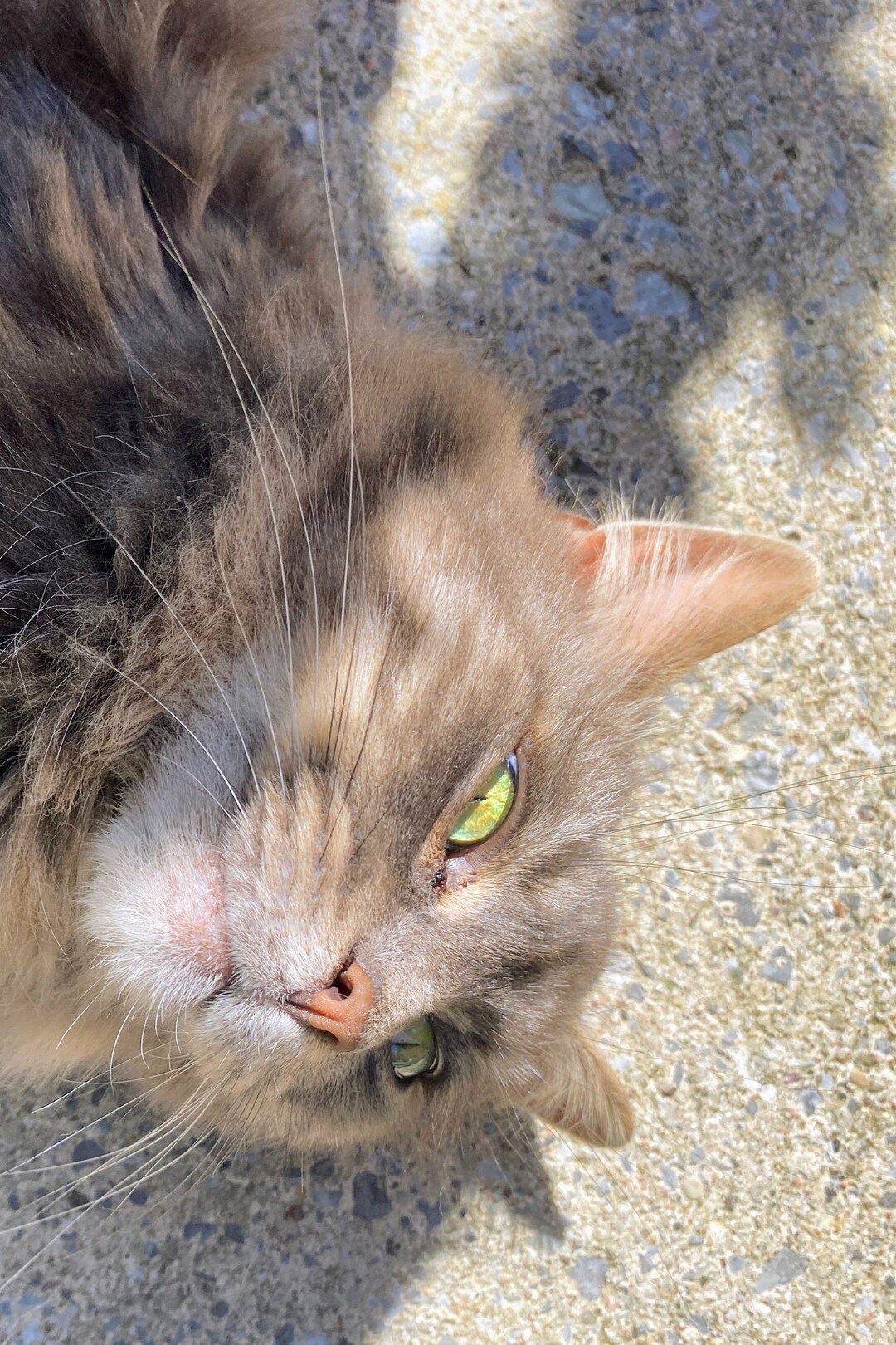 Sunshine Cat Digital Download Will Make a Unique Addition to Use on All ...