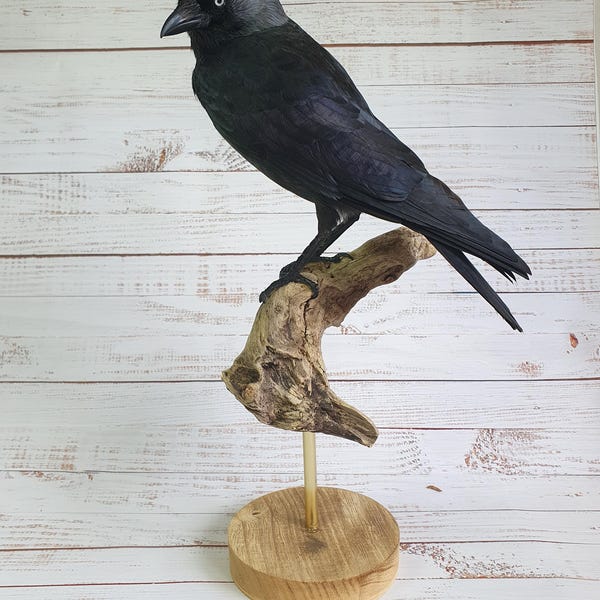 Jackdaw - Etsy