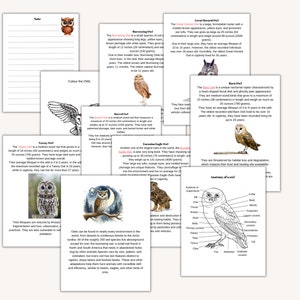 OWLS Unit Study, Life Cycle, Anatomy, Nature Study, Science, Homeschool ...