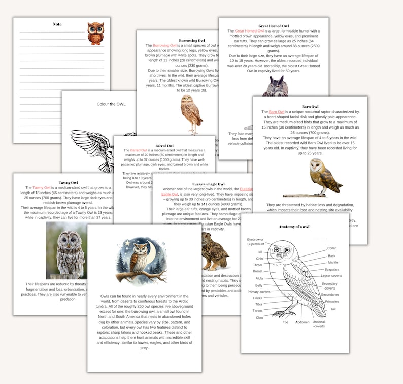 OWLS Unit Study, Life Cycle, Anatomy, Nature Study, Science, Homeschool ...