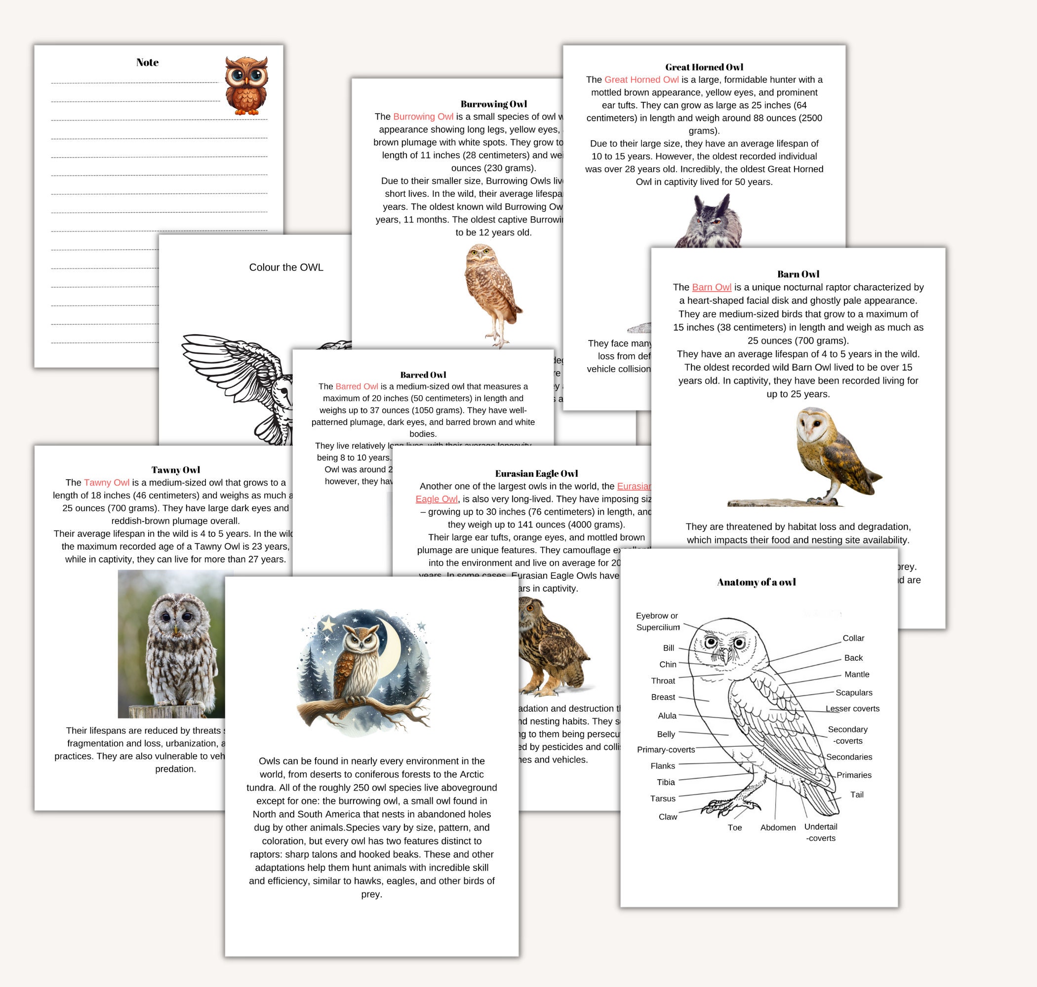 OWLS Unit Study, Life Cycle, Anatomy, Nature Study, Science, Homeschool ...