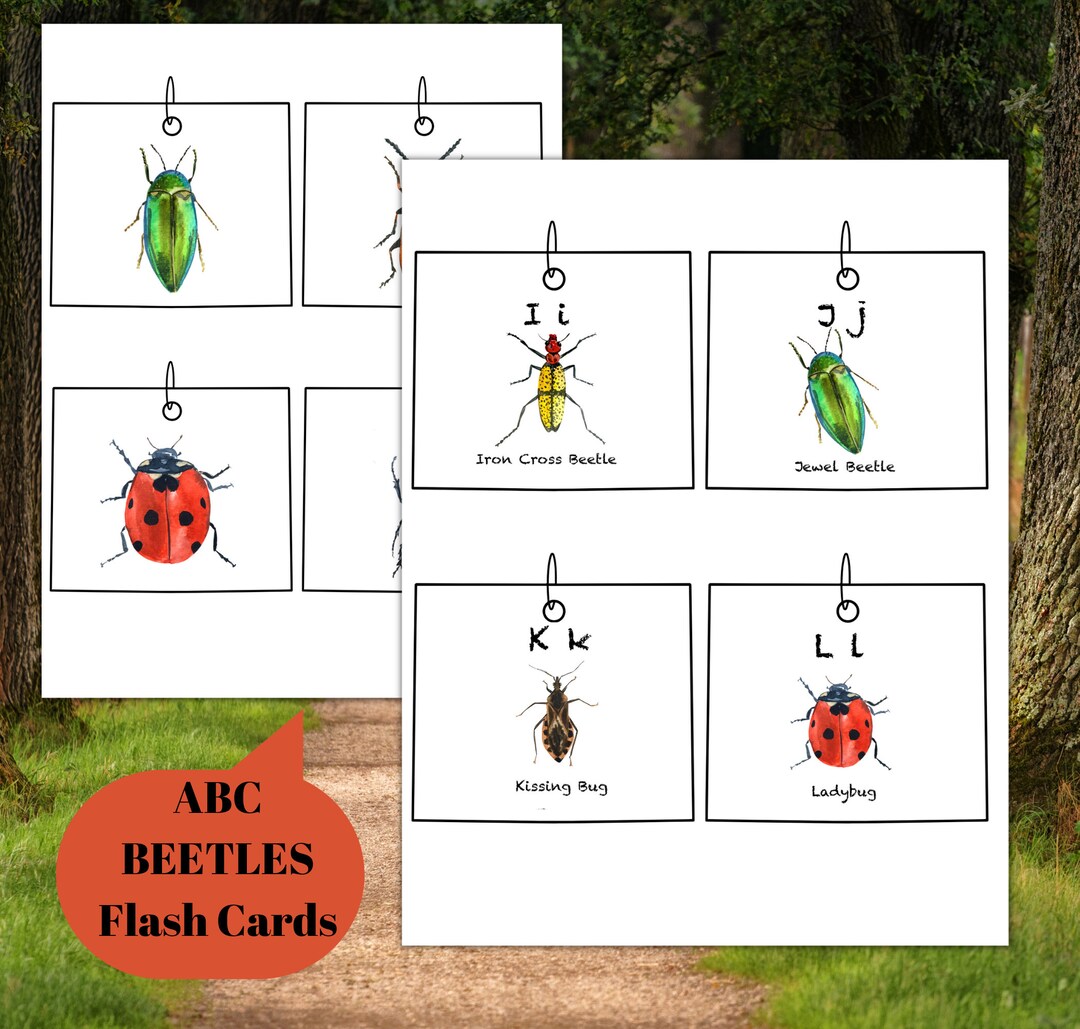 Beetles ABC Flash Cards, 26 Flash Cards, A to Z, Instant Download - Etsy