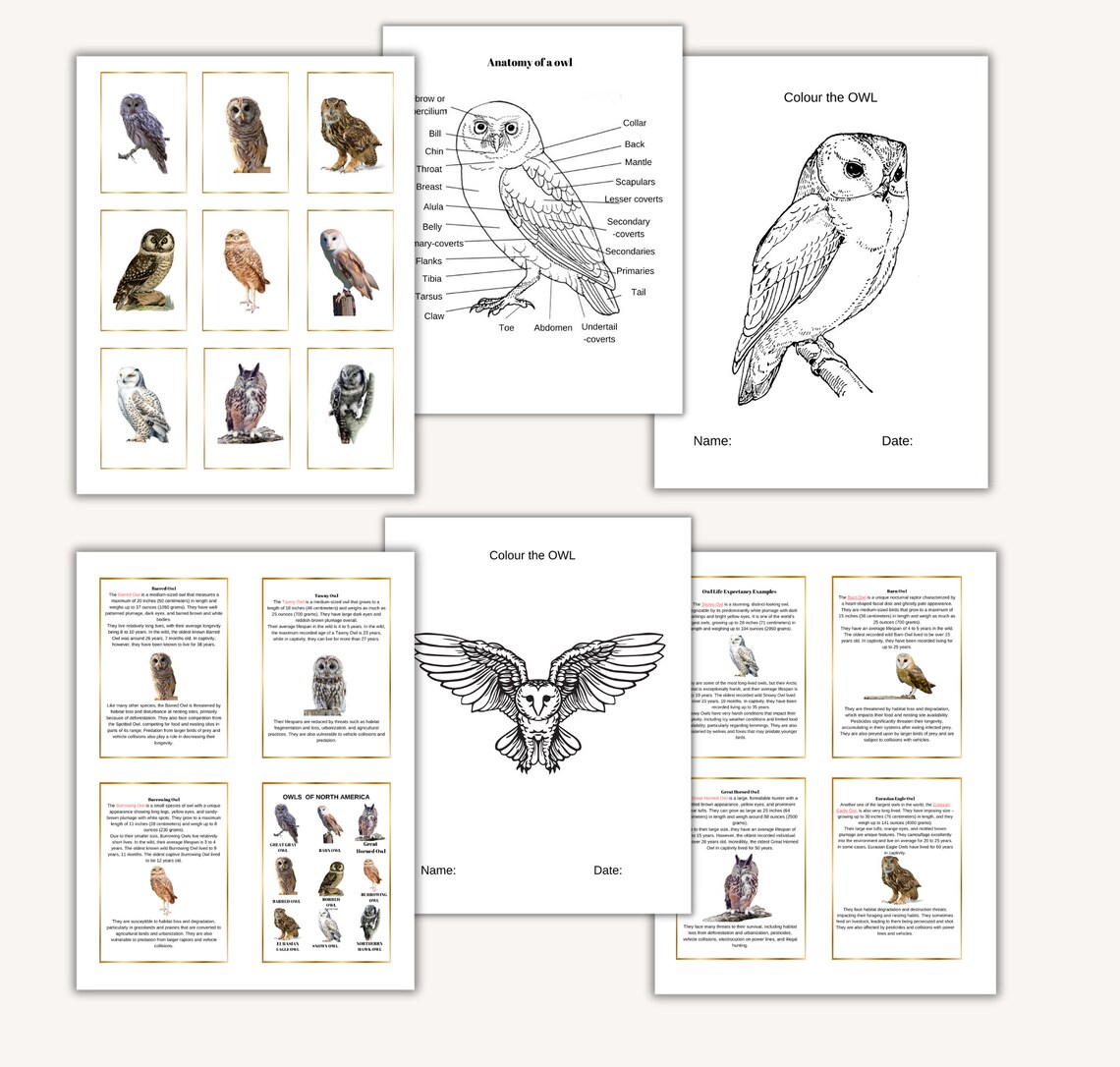 OWLS Unit Study, Life Cycle, Anatomy, Nature Study, Science, Homeschool ...