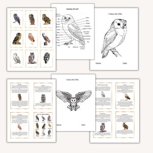 OWLS Unit Study, Life Cycle, Anatomy, Nature Study, Science, Homeschool ...