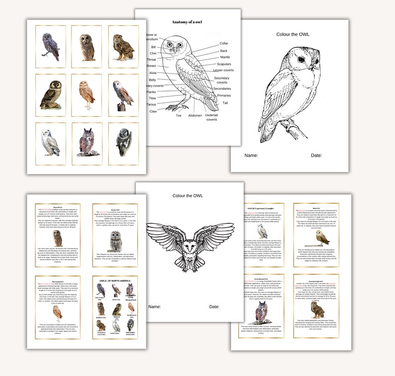 OWLS Unit Study, Life Cycle, Anatomy, Nature Study, Science, Homeschool ...