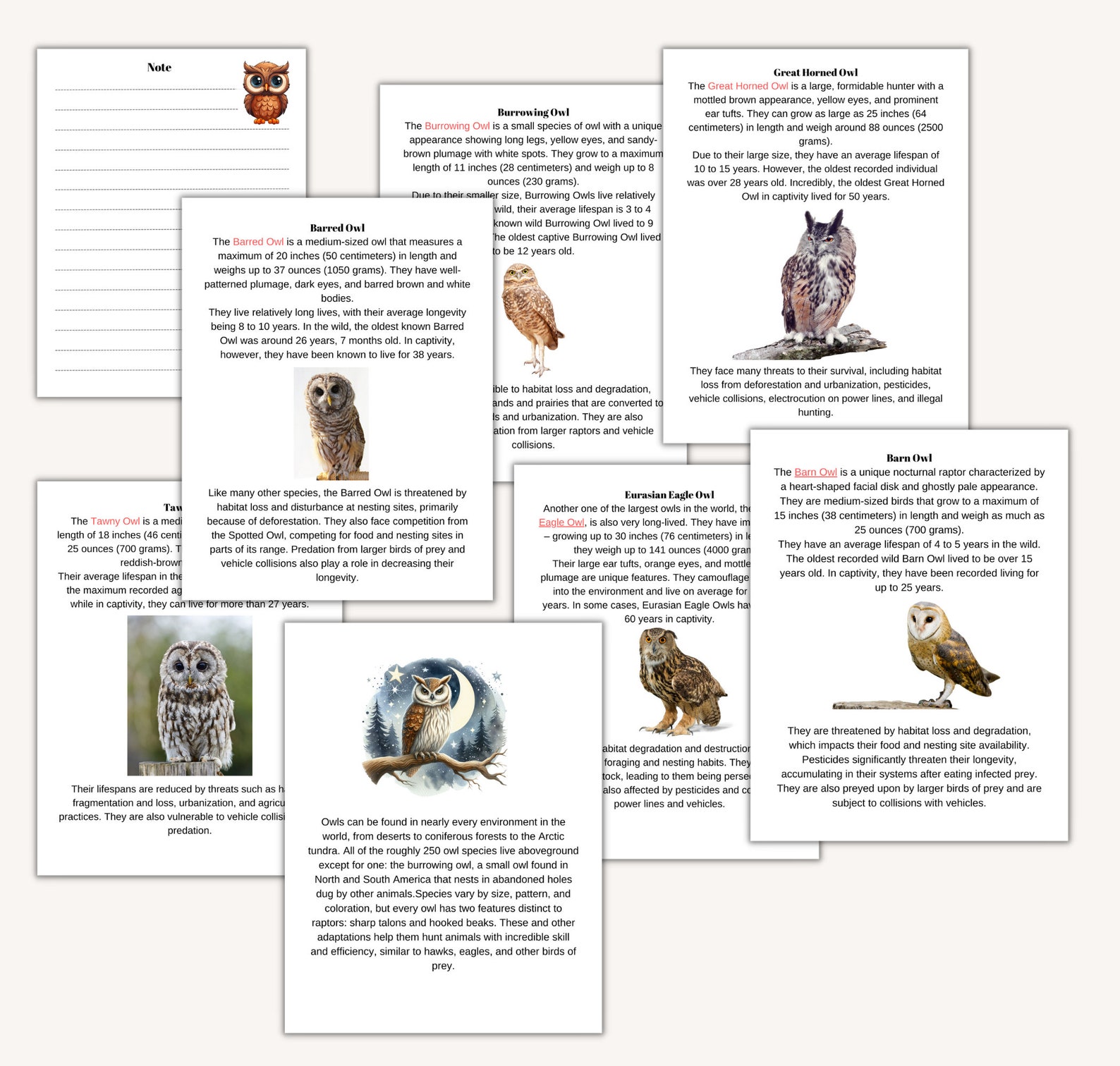 OWLS Unit Study, Life Cycle, Anatomy, Nature Study, Science, Homeschool ...