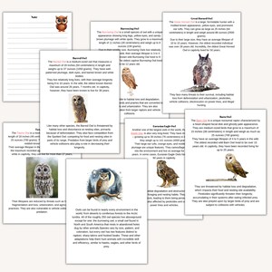 OWLS Unit Study, Life Cycle, Anatomy, Nature Study, Science, Homeschool ...