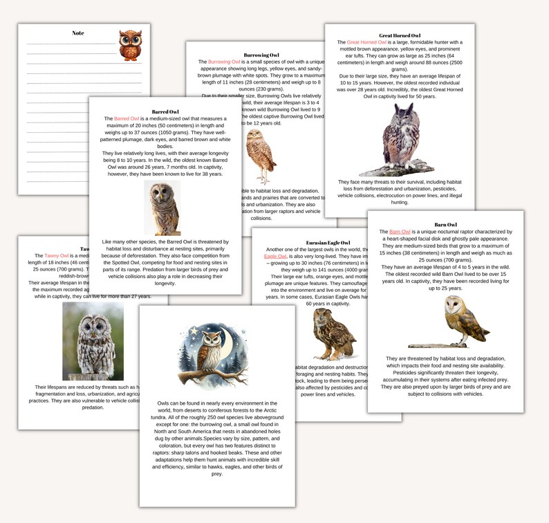OWLS Unit Study, Life Cycle, Anatomy, Nature Study, Science, Homeschool ...