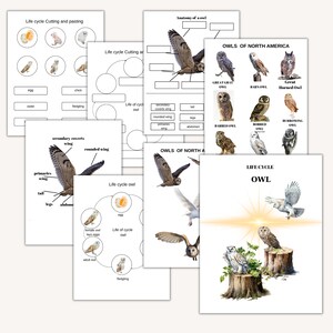 OWLS Unit Study, Life Cycle, Anatomy, Nature Study, Science, Homeschool ...