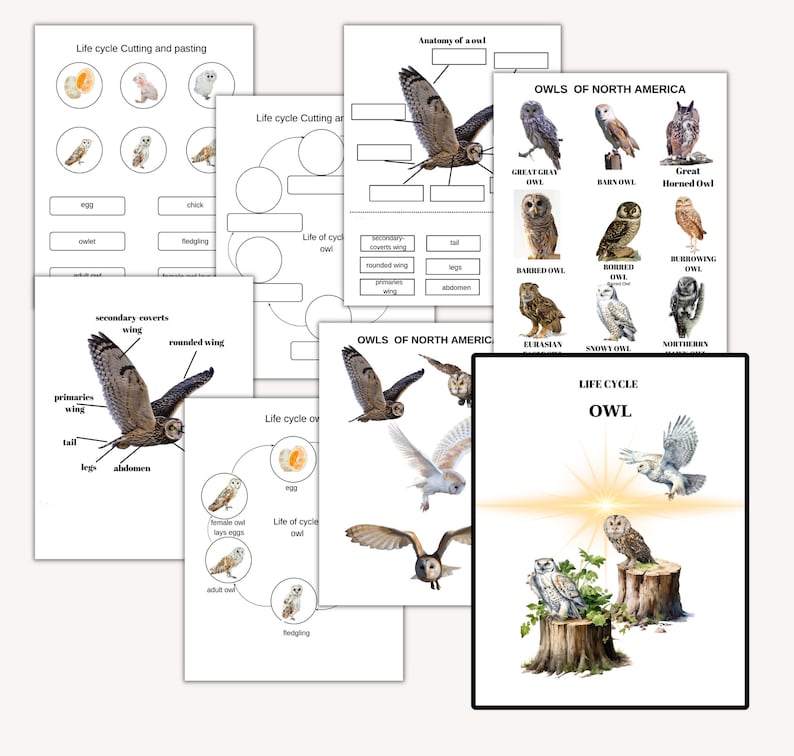 OWLS Unit Study, Life Cycle, Anatomy, Nature Study, Science, Homeschool ...